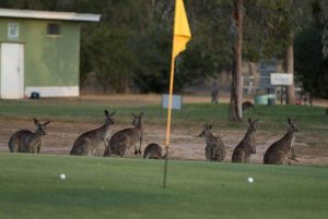 Outback Queensland 6 Outback Queensland golf courses you must try ...