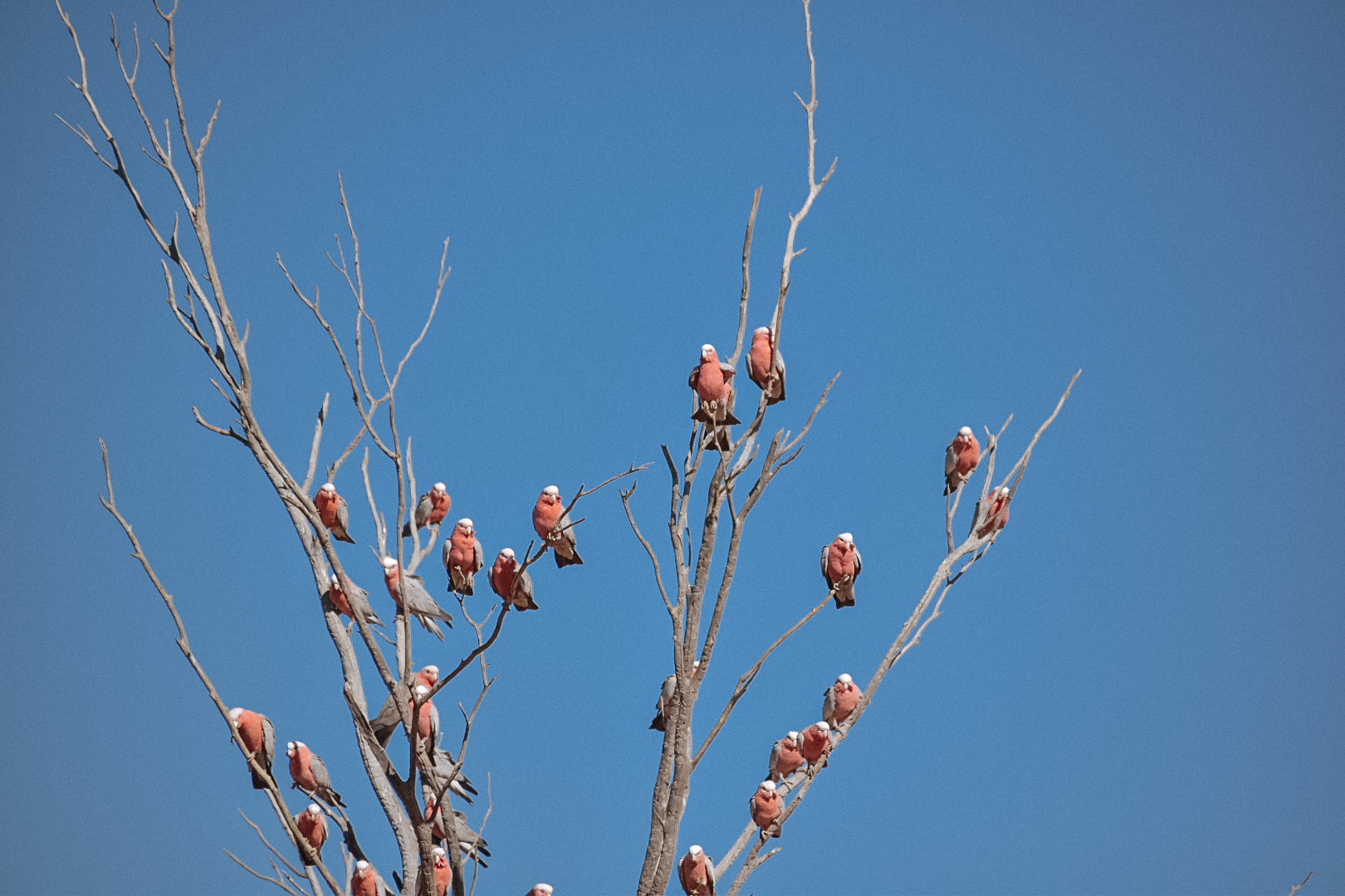 Outback Queensland Birdwatching in Outback Queensland: A Paradise for ...