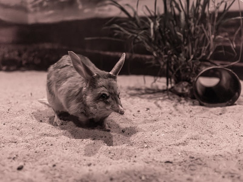Outback Queensland Charleville Bilby Experience - Outback Queensland